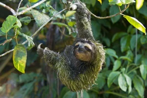 What Do Sloths Eat? Sloth Diet, Food, and Digestion — The Sloth ...