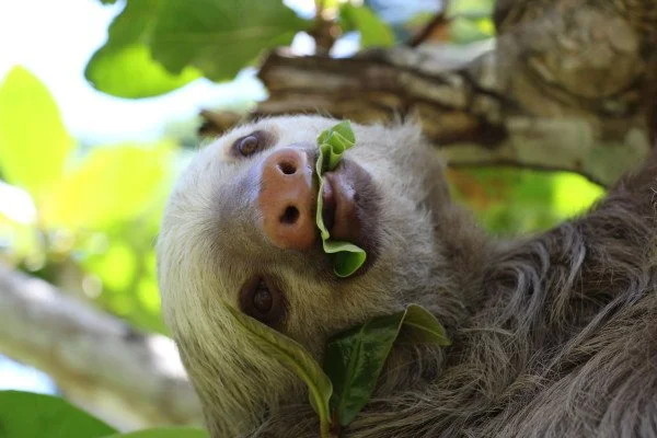 Why Are Sloths So Slow? — The Sloth Conservation Foundation