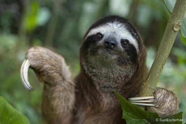Why Are Sloths So Slow? — The Sloth Conservation Foundation