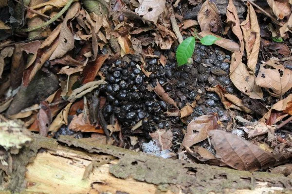 Why Do Sloths Really Poop on the Ground? — The Sloth Conservation ...