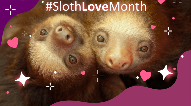 Why Sloths Do Not Make Good Pets — The Sloth Conservation Foundation