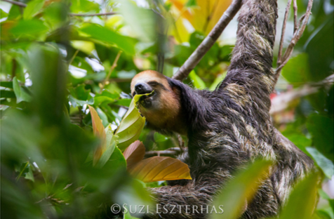 Why Sloths Do Not Make Good Pets — The Sloth Conservation Foundation