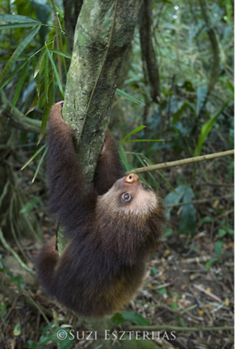 Why Sloths Do Not Make Good Pets — The Sloth Conservation Foundation