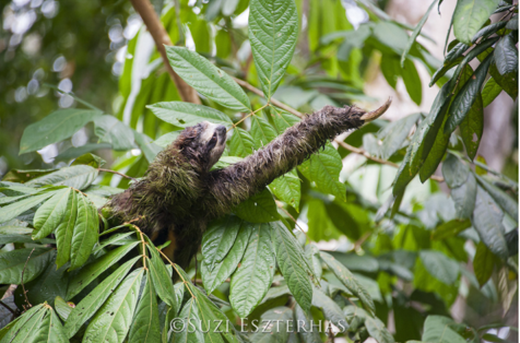 Why Sloths Do Not Make Good Pets — The Sloth Conservation Foundation