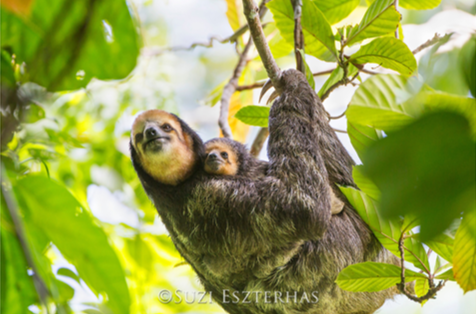 Why Sloths Do Not Make Good Pets — The Sloth Conservation Foundation