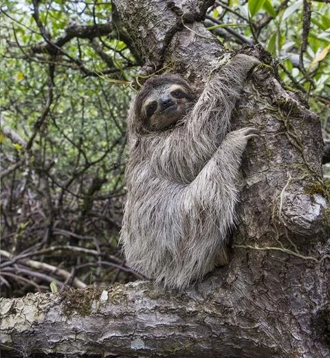 The Etymology of Sloths' Names — The Sloth Conservation Foundation