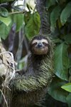 What do sloths give to humanity? — The Sloth Conservation Foundation
