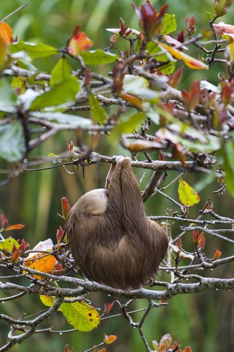 What do sloths give to humanity? — The Sloth Conservation Foundation