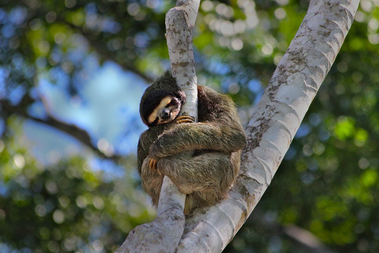 Starving to death on a full stomach — The Sloth Conservation Foundation