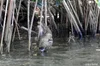 Sloth Versus Koala — The Sloth Conservation Foundation