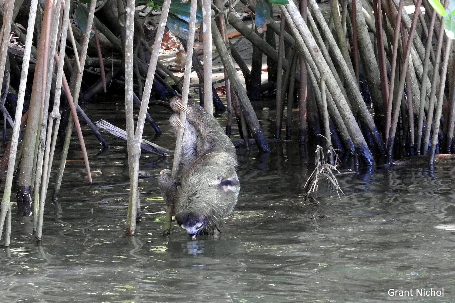 Sloth Versus Koala — The Sloth Conservation Foundation