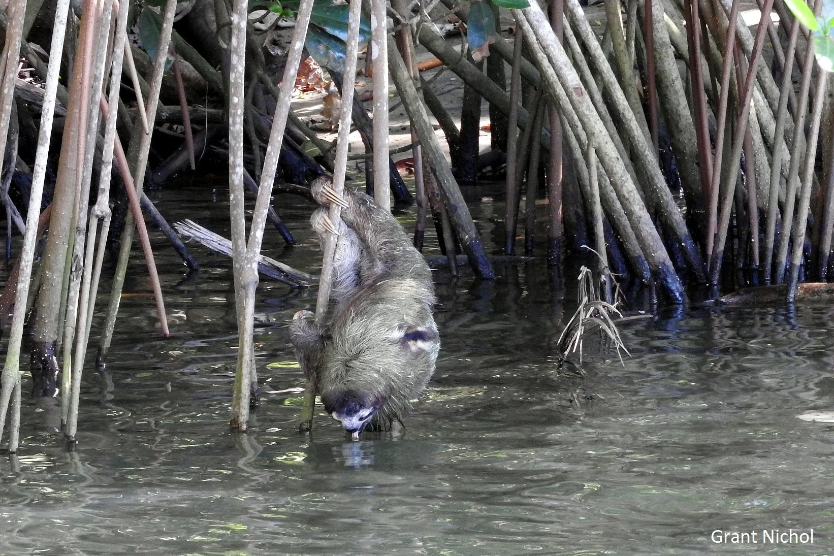 Sloth Versus Koala — The Sloth Conservation Foundation
