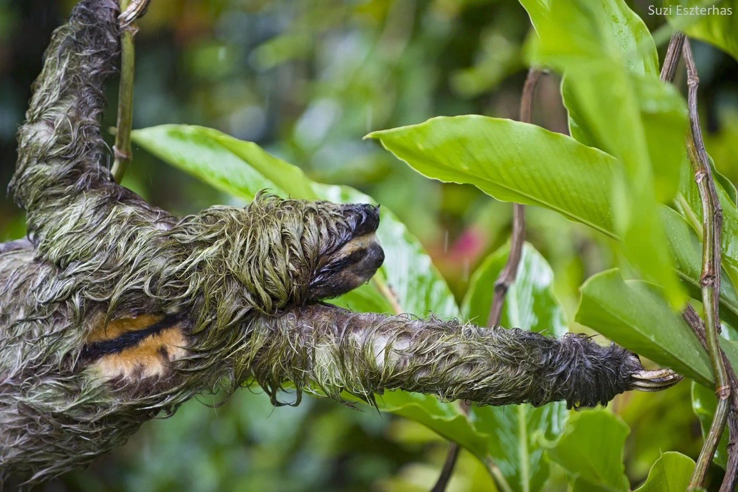 Top 10 incredible facts about the sloth — The Sloth Conservation Foundation