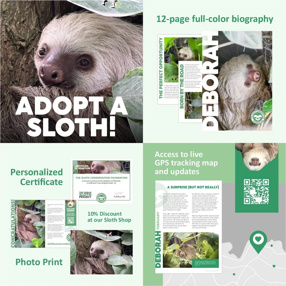 Top 10 incredible facts about the sloth — The Sloth Conservation Foundation