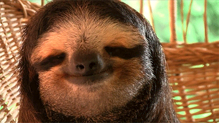 Sloth Myths: 14 Things You Think You Know About Sloths — The Sloth ...