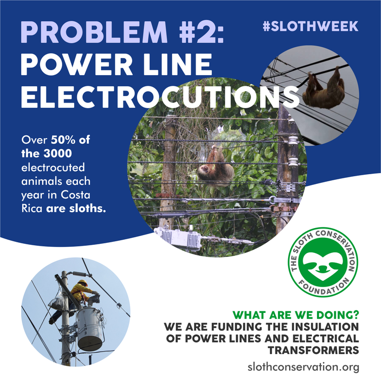 Sloth Problems (and how to solve them) — The Sloth Conservation Foundation