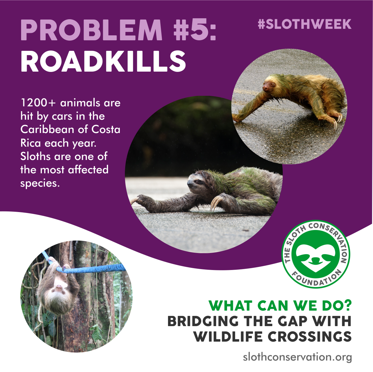 Sloth Problems (and how to solve them) — The Sloth Conservation Foundation