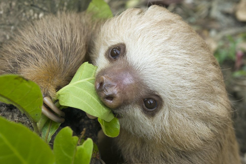 Sloth Myths: 14 Things You Think You Know About Sloths — The Sloth ...