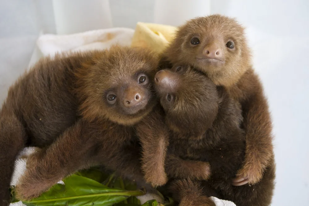 What do you call a Group of Sloths? — The Sloth Conservation Foundation