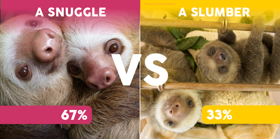 What do you call a Group of Sloths? — The Sloth Conservation Foundation