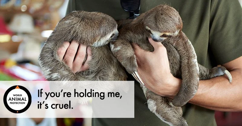 Sloth Encounter Experiences: the Good, the Bad and the Ugly. — The ...