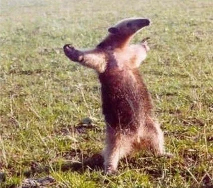 Anteaters: The Sloth's Closest Relative! — The Sloth Conservation ...