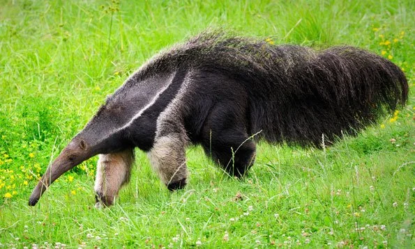 Anteaters: The Sloth's Closest Relative! — The Sloth Conservation ...