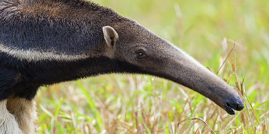 Anteaters: The Sloth's Closest Relative! — The Sloth Conservation ...