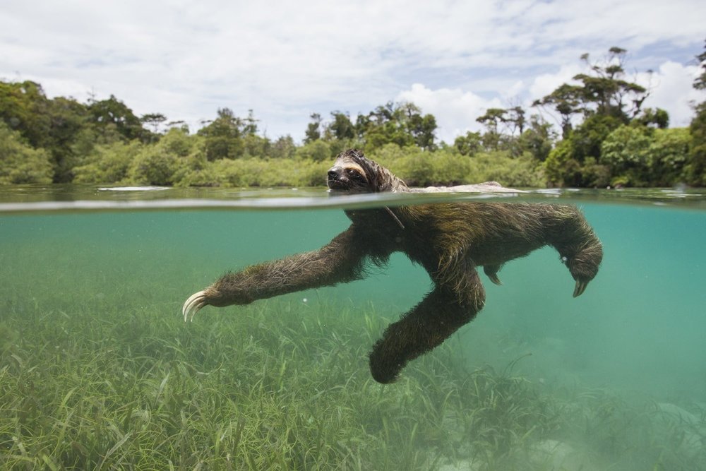 Endangered Sloths — The Sloth Conservation Foundation