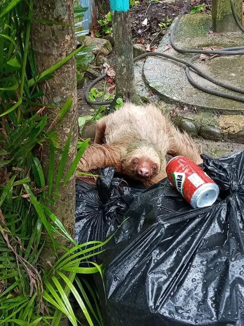 Endangered Sloths — The Sloth Conservation Foundation