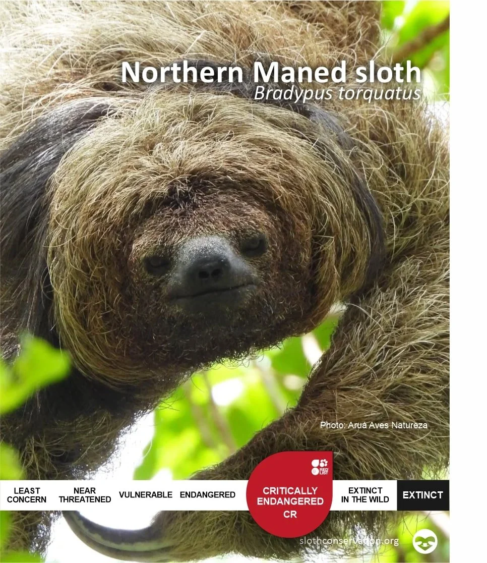 Endangered Sloths — The Sloth Conservation Foundation