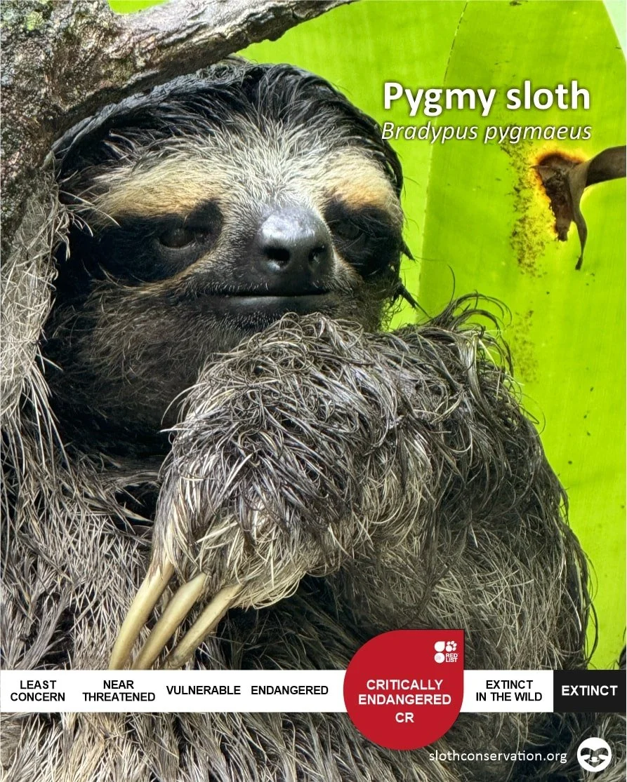 Endangered Sloths — The Sloth Conservation Foundation