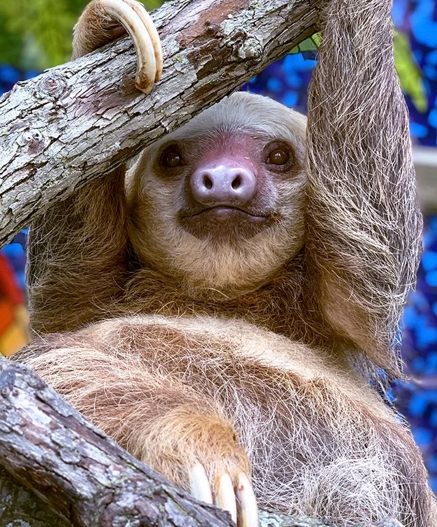8 Facts You (probably) Didn't Know About Sloths' anatomy — The Sloth ...
