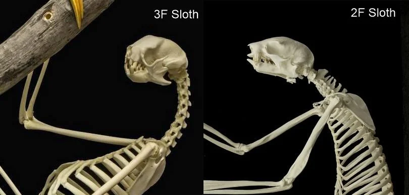 8 Facts You (probably) Didn't Know About Sloths' anatomy — The Sloth ...