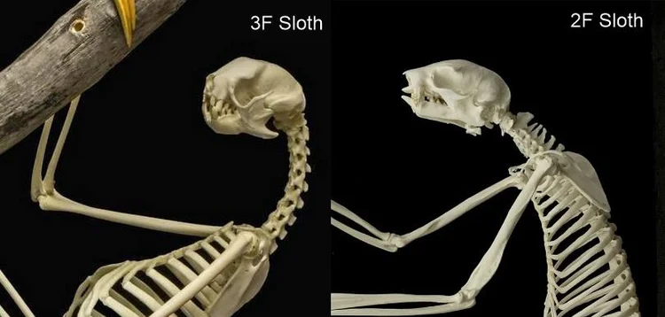 8 Facts You (probably) Didn't Know About Sloths' anatomy — The Sloth ...