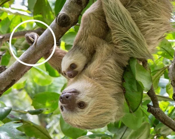 8 Facts You (probably) Didn't Know About Sloths' anatomy — The Sloth ...