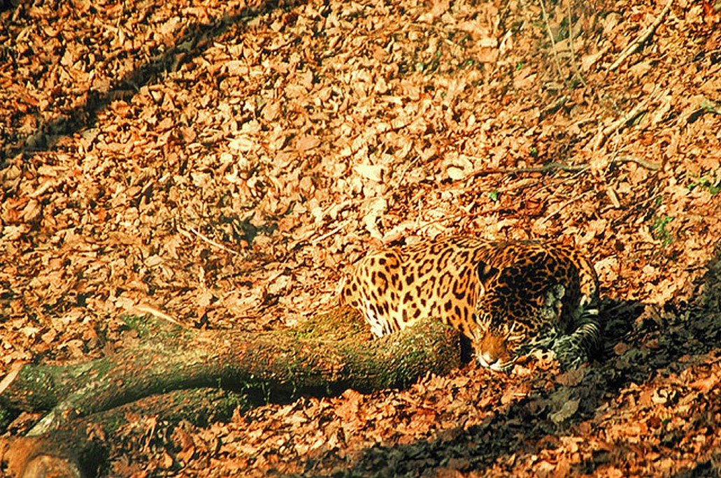 Know your Sloth Predators: The Mighty Jaguar — The Sloth Conservation ...