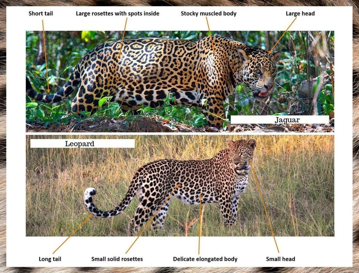 Know your Sloth Predators: The Mighty Jaguar — The Sloth Conservation ...