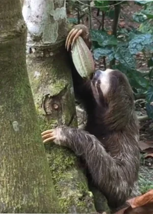 What Do Sloths Eat? Sloth Diet, Food, and Digestion — The Sloth ...
