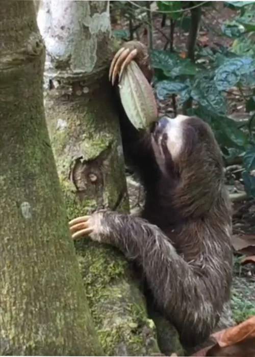 What Do Sloths Eat? Sloth Diet, Food, and Digestion — The Sloth ...