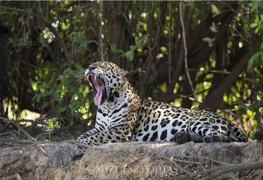 Know your Sloth Predators: The Mighty Jaguar — The Sloth Conservation ...