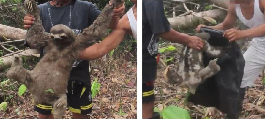 Sloth Encounter Experiences: the Good, the Bad and the Ugly. — The ...