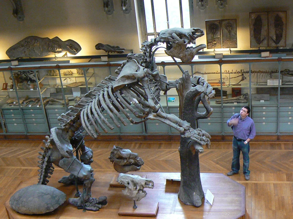 Love avocados? Thank the Giant ground sloths! — The Sloth Conservation ...