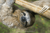 Celebrating International Sloth Day! — The Sloth Conservation Foundation