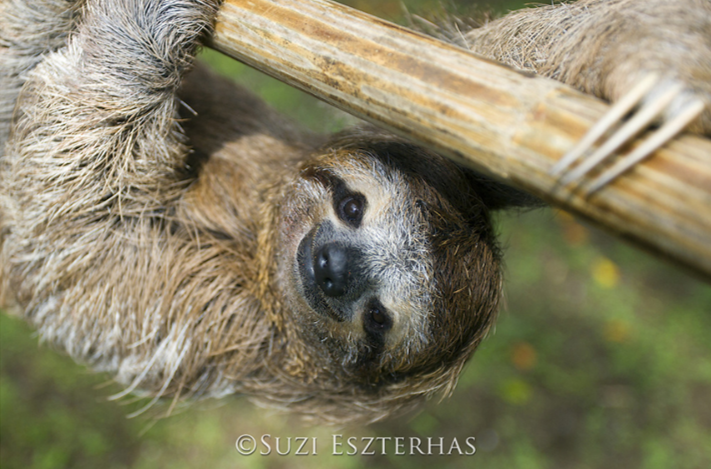 Celebrating International Sloth Day! — The Sloth Conservation Foundation