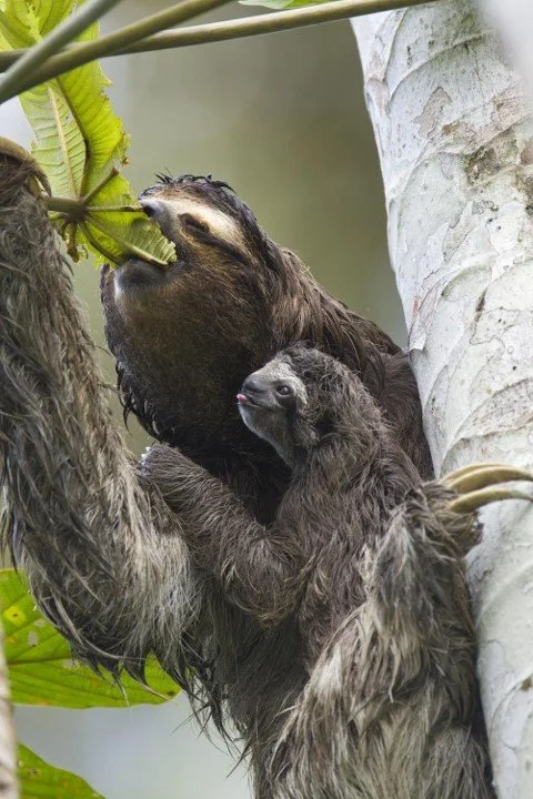 The true stories behind these famous baby sloth photos — The Sloth ...