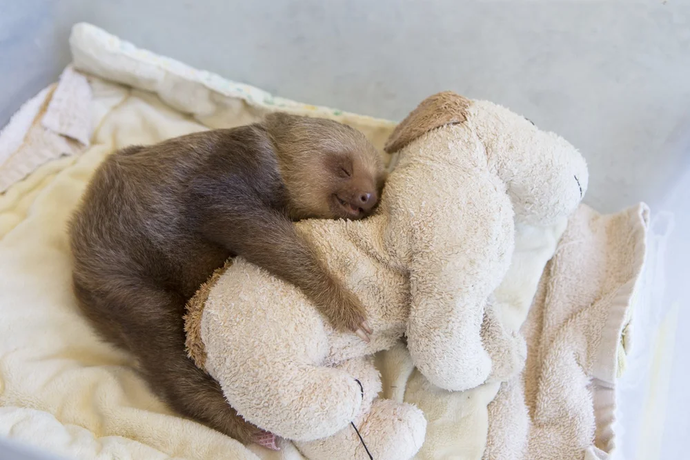 How much do sloths sleep? — The Sloth Conservation Foundation