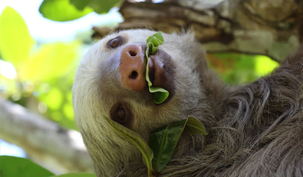 How much do sloths sleep? — The Sloth Conservation Foundation