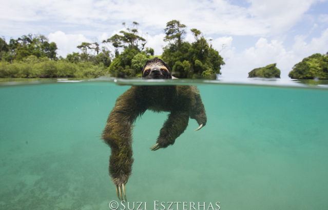 How Concerning is “Least Concern”? Sloths and the IUCN Red List — The ...