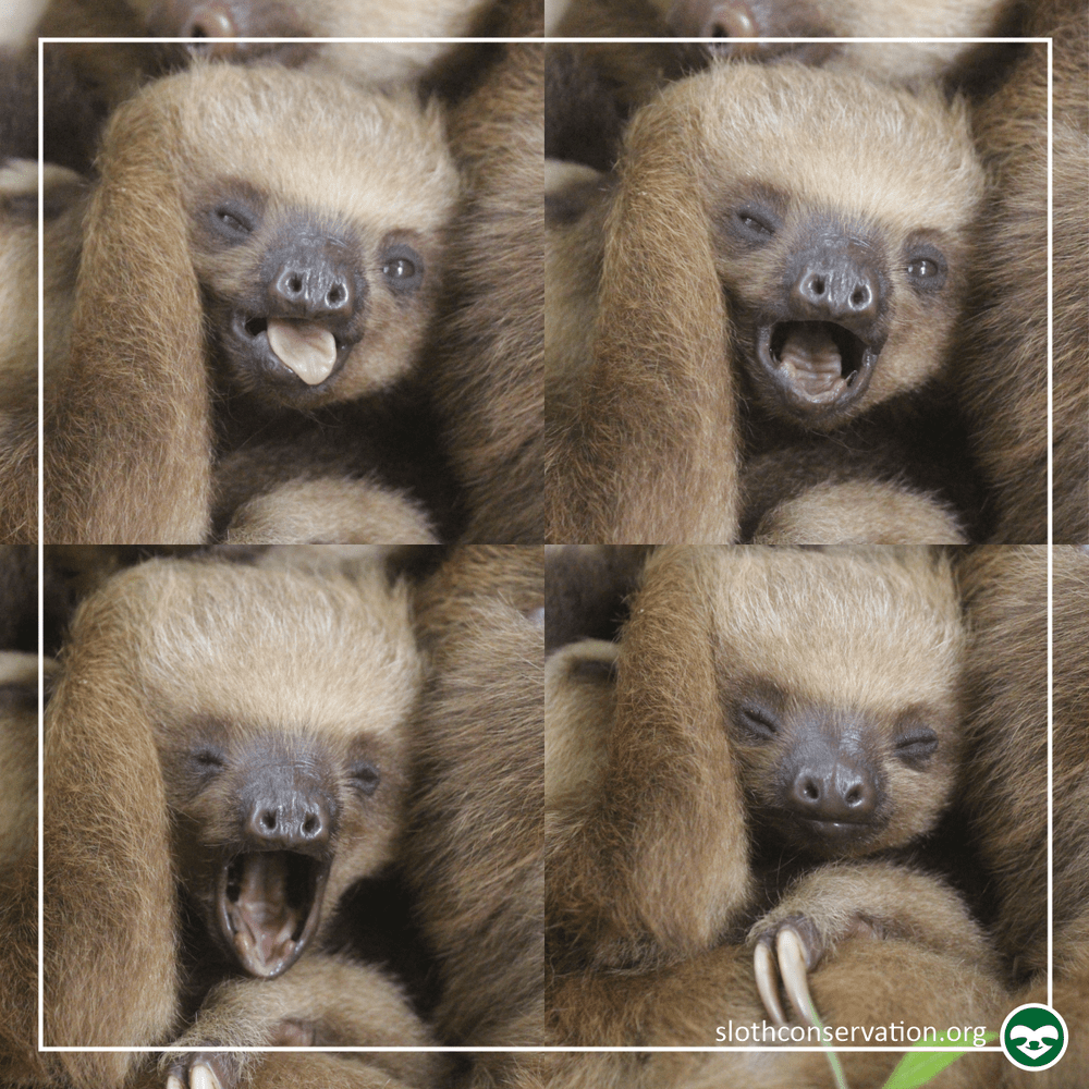 Baby Sloths: Everything you always wanted to know — The Sloth ...